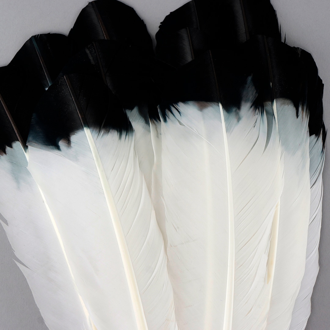 Imitation Eagle Feathers, Bulk White With Black Tip Turkey Quills 8-12 ...