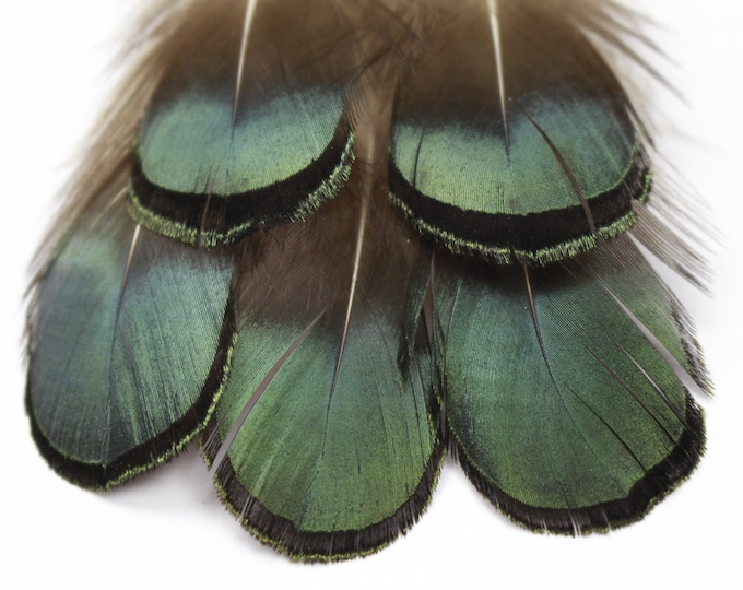 Turkey Feathers White Loose Turkey Plumage Feathers Short - Etsy