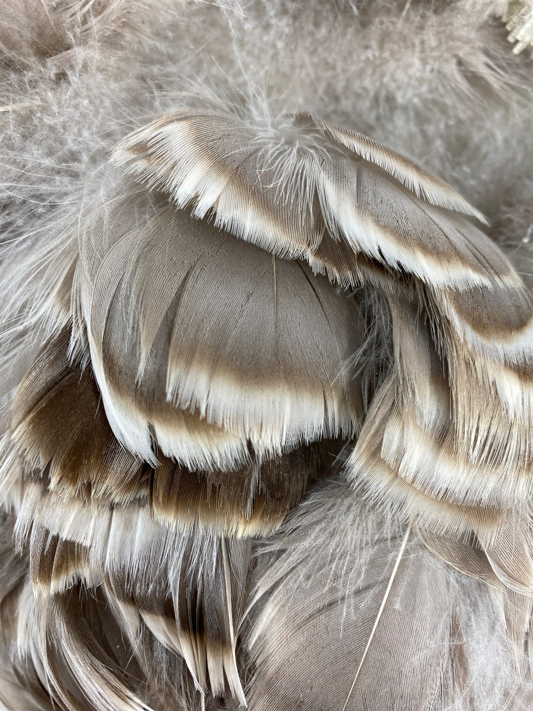 Goose Coquille Natural Grey Feathers 4-5" Strung Goose Feathers Bulk 0 ...