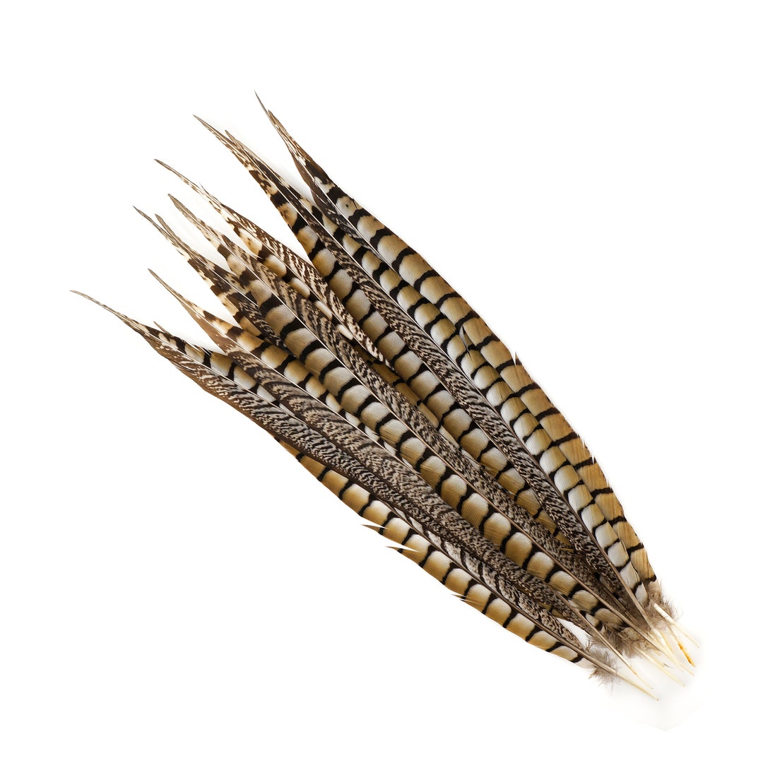 Lady Amherst Pheasant Tail Feathers, Natural Grey Bronze, 16-20" 12 ...