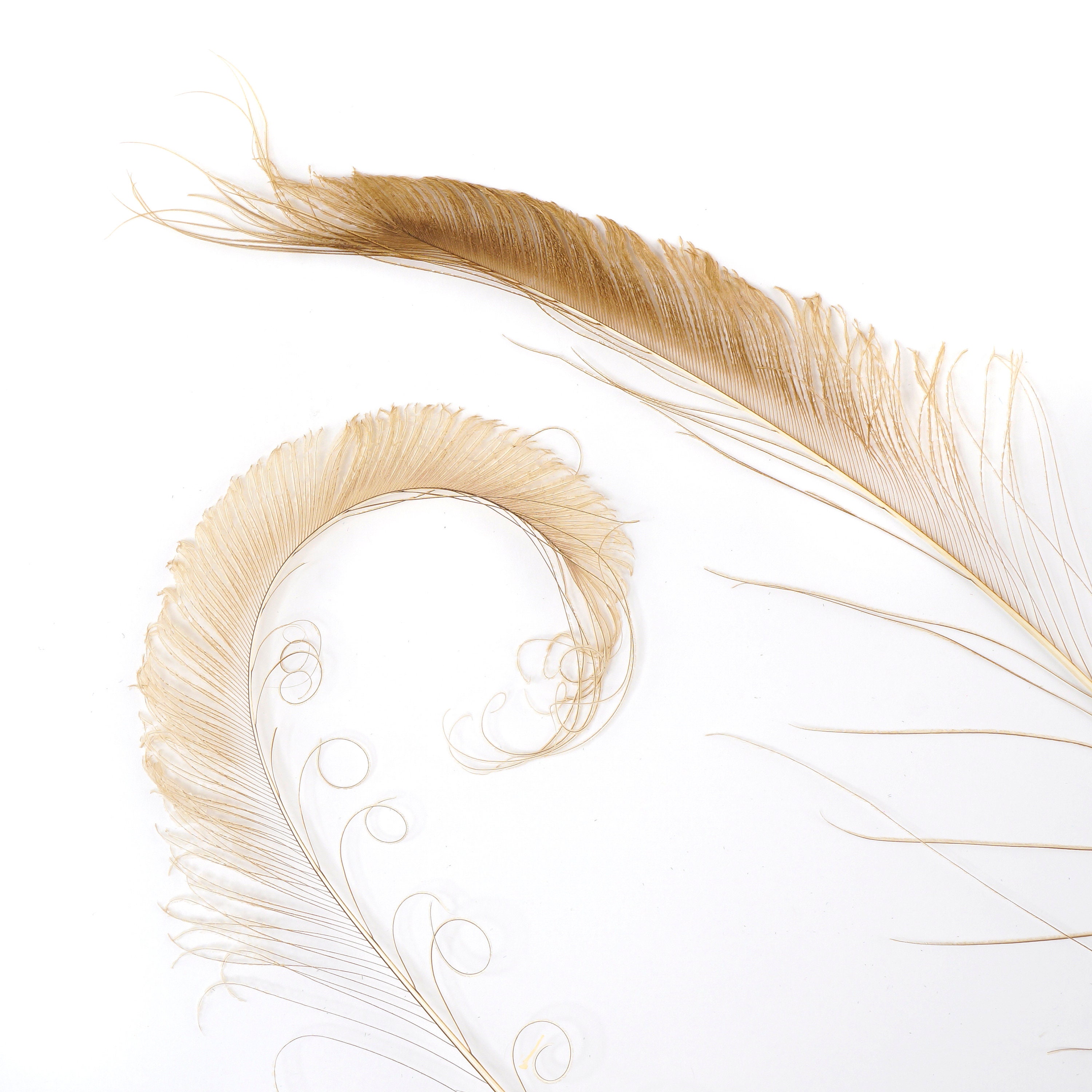 Bleach Dyed Peacock Sword Feathers 10 to 100 Pieces - Etsy