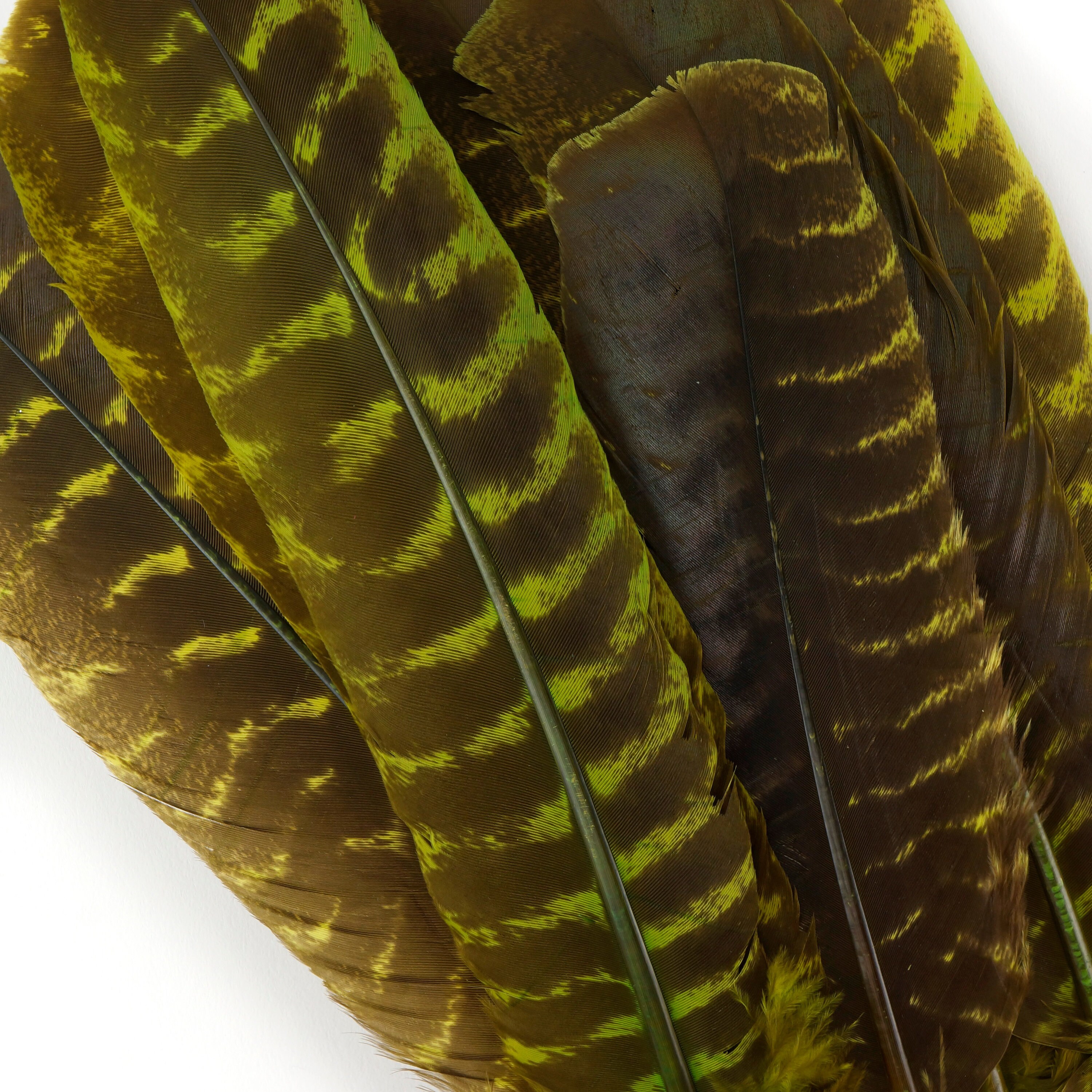 Wild Turkey Feathers Natural Barred Quills 8 12 Dyed CHARTRUESE For 