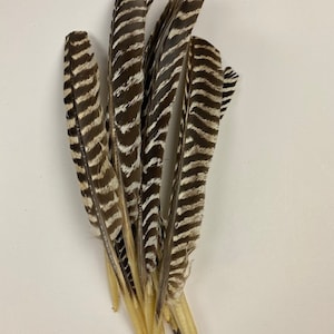 Natural Barred Turkey Feathers 10-16", Writing Quills, Millinery 2 ...