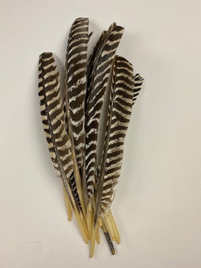 Natural Barred Turkey Feathers 10-16", Writing Quills, Millinery 2 ...