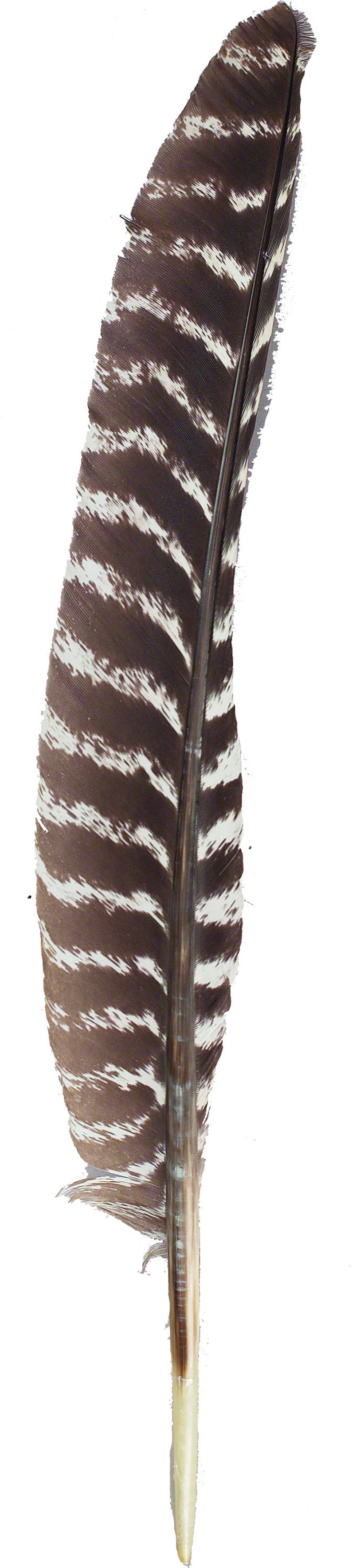 Natural Barred Turkey Feathers 10-16", Writing Quills, Millinery 2 ...