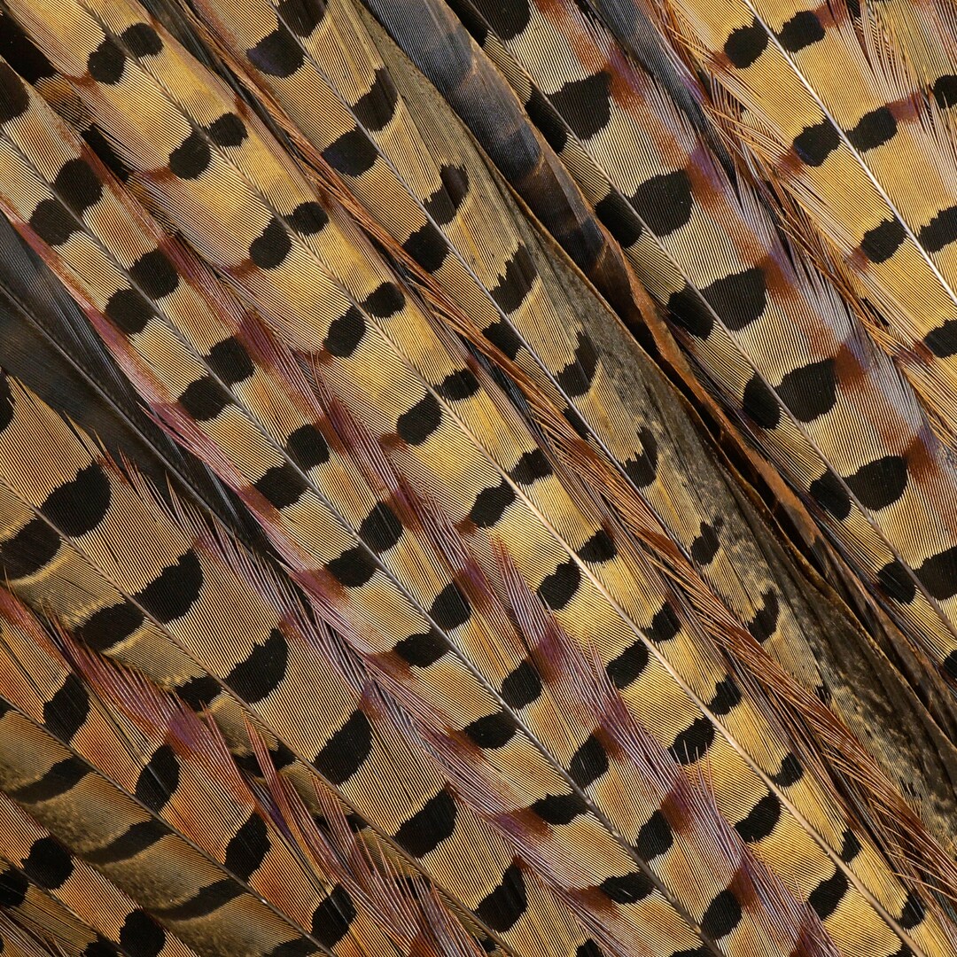 Las plumas de faisán 10 a 100 unidades Long masculinos plumas de cola ...