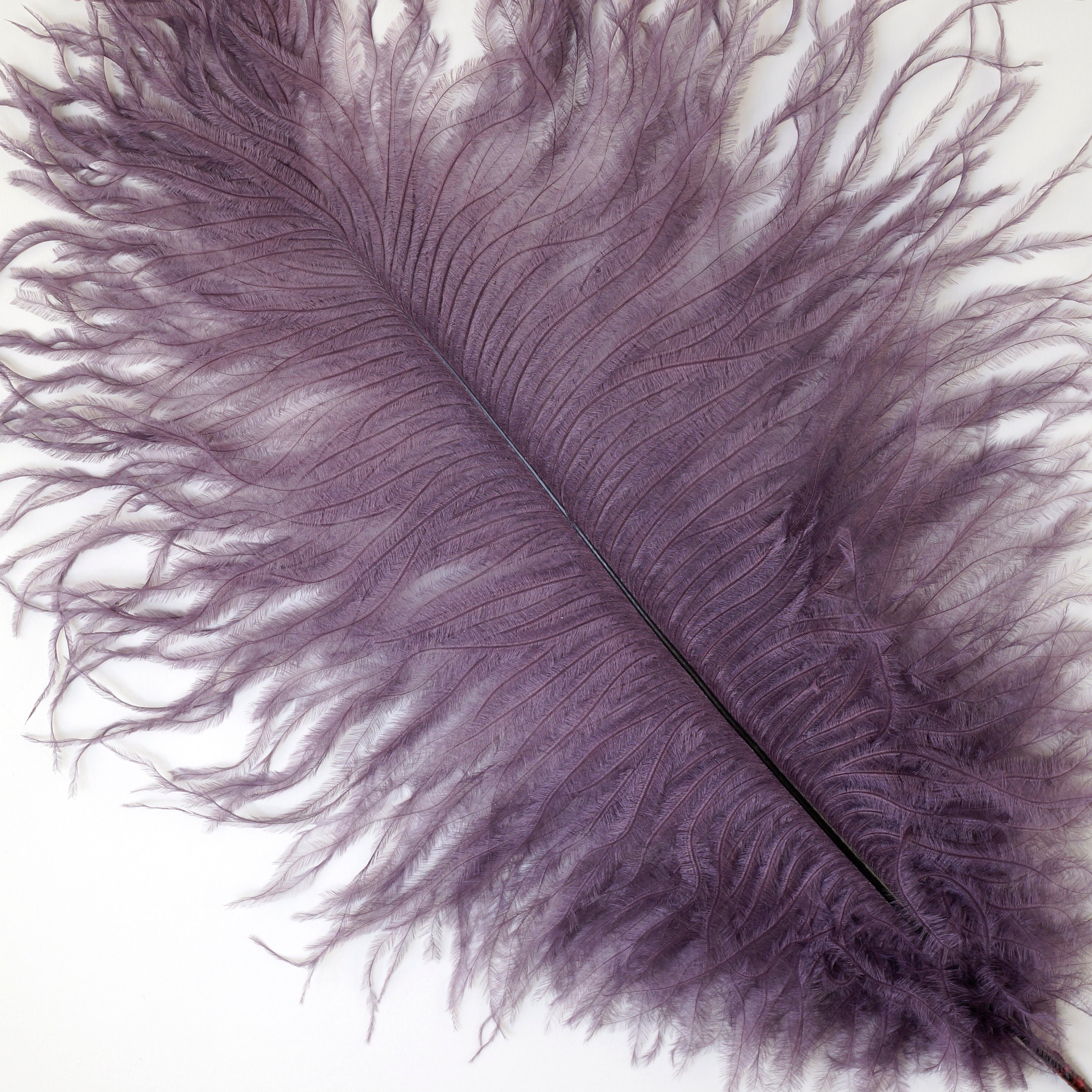 Ostrich Feathers 9-12 AMETHYST Purple Ostrich Drabs | Etsy