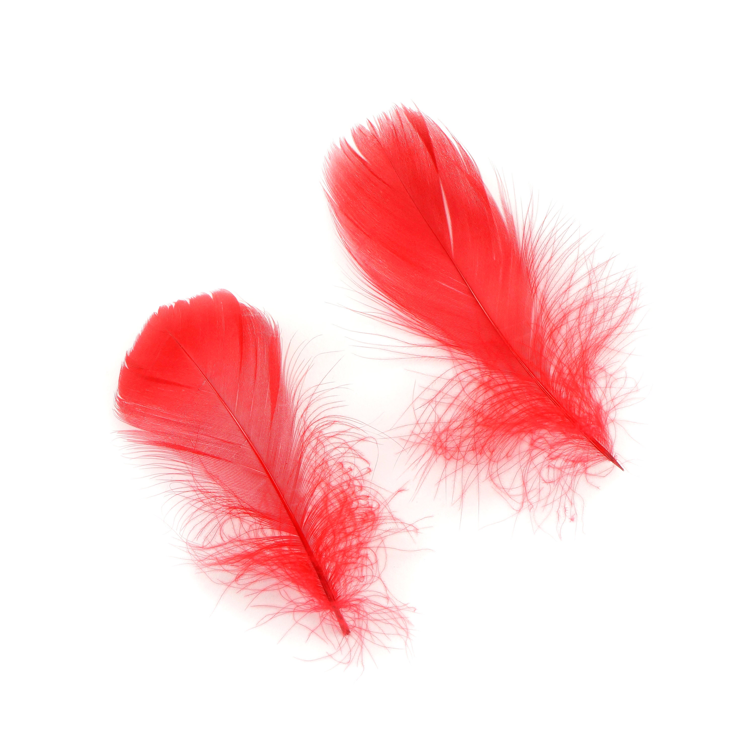 Goose Coquille Feathers, 3-5" Red Loose Goose Feathers, Small Feathers ...