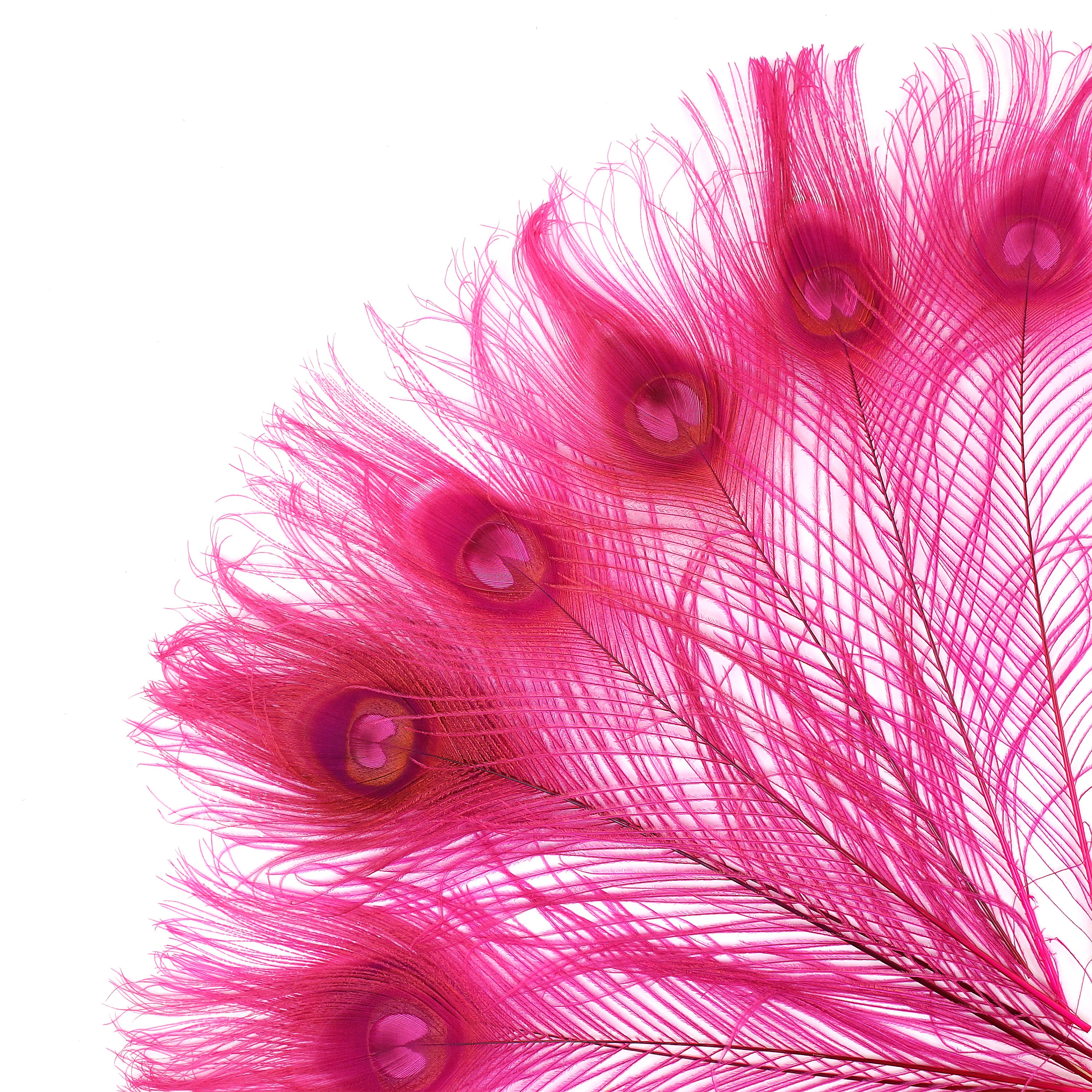 Peacock Feathers 5 To 100 Pieces Shocking Hot Pink Bleached Etsy