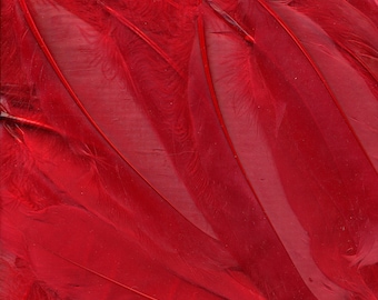 50pcs Duck Feathersred Featherscraft Feathersloose - Etsy