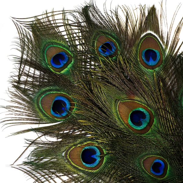Buy Original Peacock Feathers Online In India - Etsy India