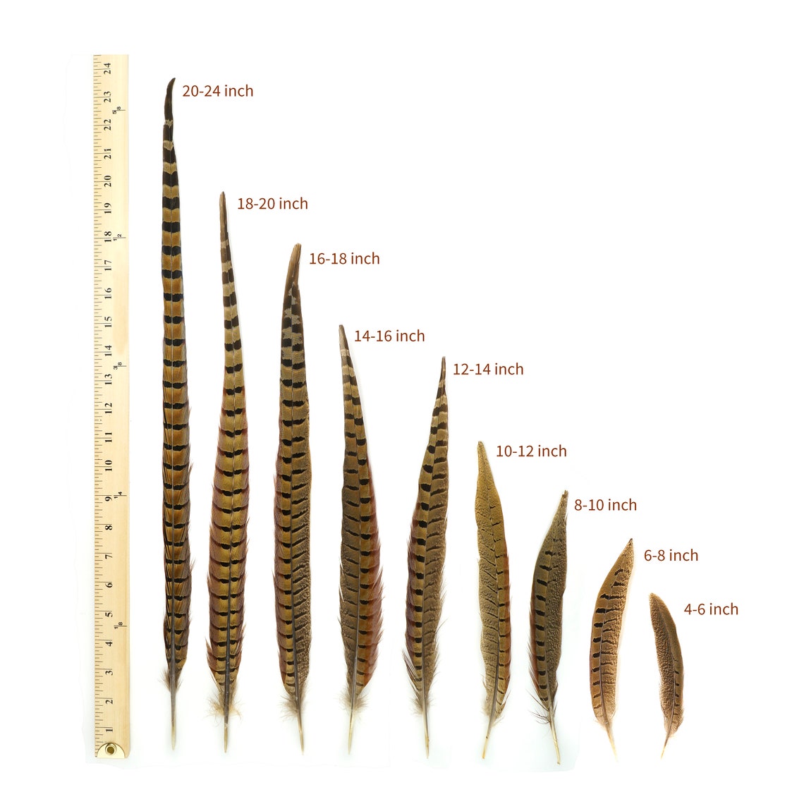 Pheasant Feathers - Long Male Tail Feathers 16-18" - 10 to 100 Pcs ...