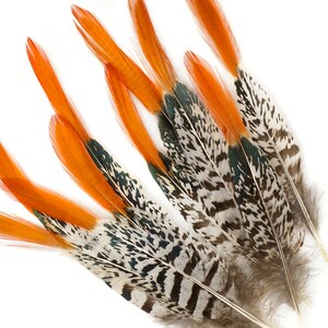 Lady Amherst Pheasant Feathers, 6-8" Natural Pheasant Orange Top, Loose ...