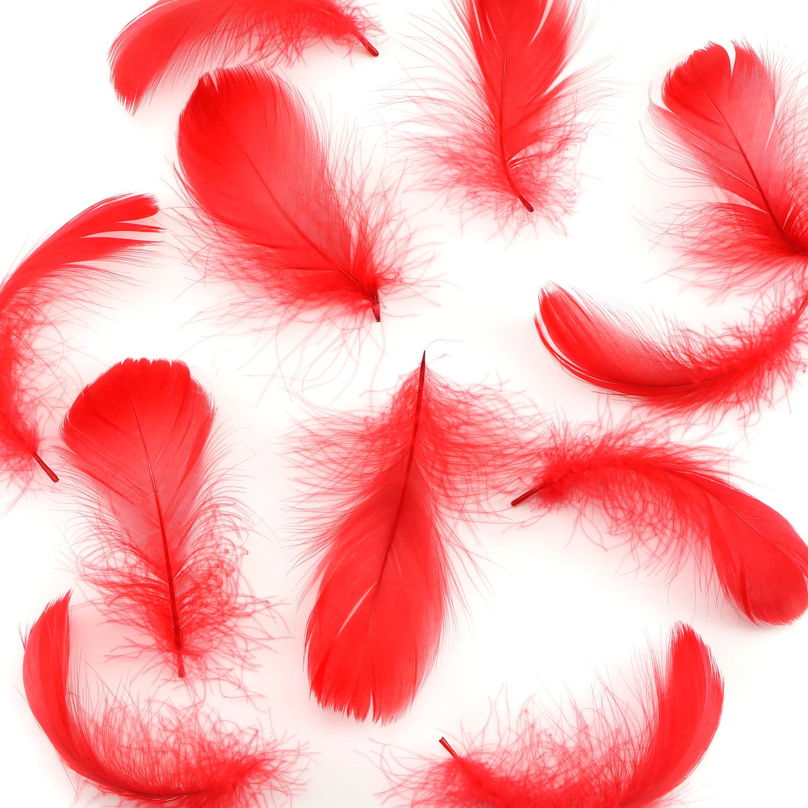 Goose Coquille Feathers, 3-5" Red Loose Goose Feathers, Small Feathers ...