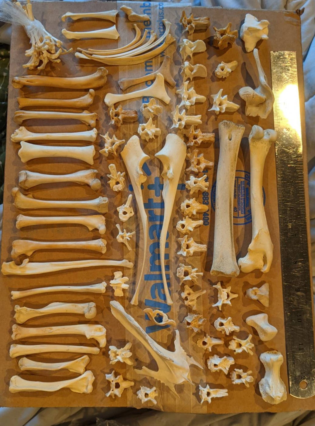 Cleaned Bones-lot C of 92pc assorted bone - Etsy Österreich