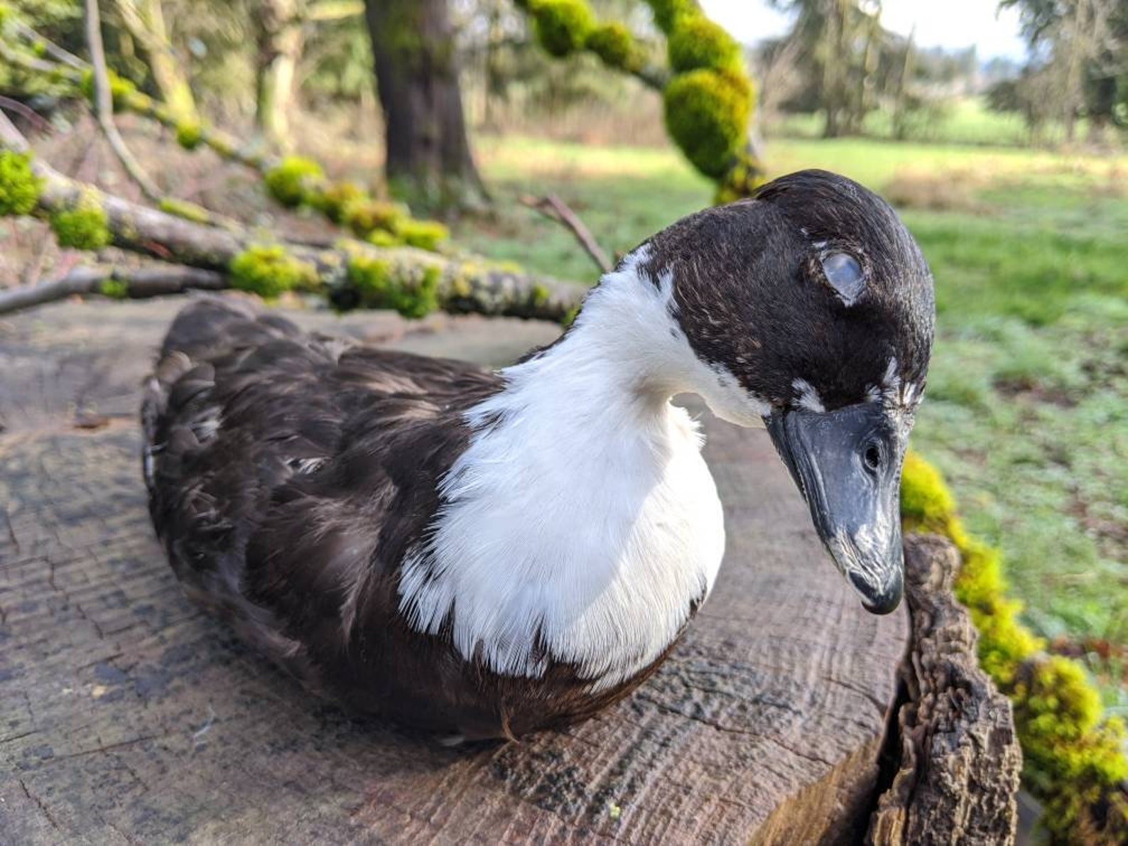 Freeze Dried Black Bib Call Duck - Etsy