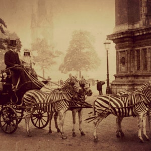 Vintage Historic Reproduction Photo Zebra Drawn Carriage Unframed - Etsy