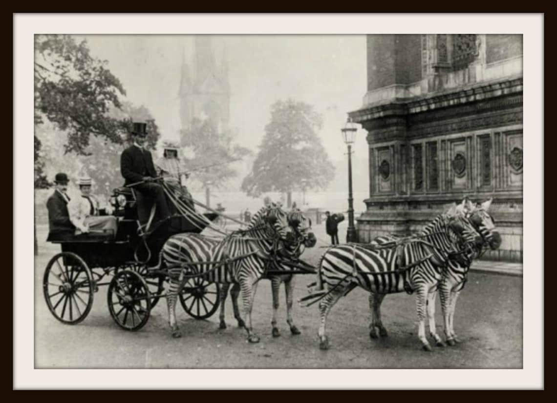 Vintage Historic Reproduction Photo Zebra Drawn Carriage Unframed - Etsy