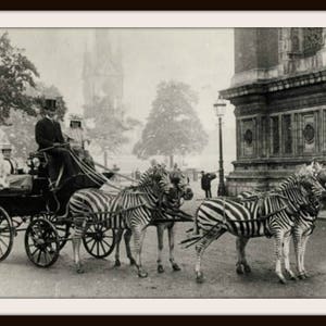 Vintage Historic Reproduction Photo Zebra Drawn Carriage Unframed - Etsy