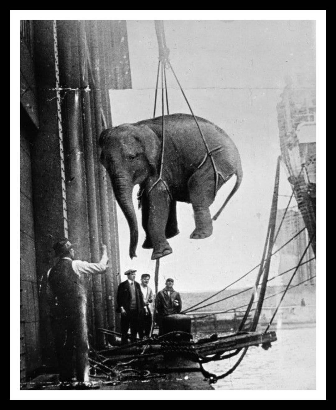 Vintage Historic Reproduction Photo Vintage Elephant at the Fairgrounds ...