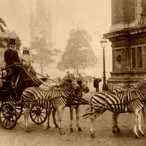 Vintage Historic Reproduction Photo Zebra Drawn Carriage Unframed - Etsy