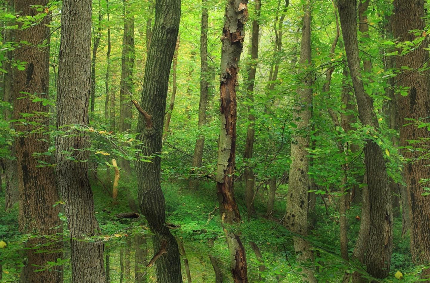 Trees Sheets - Forest for the Trees by Peacoquettedesigns - Grove Green ...
