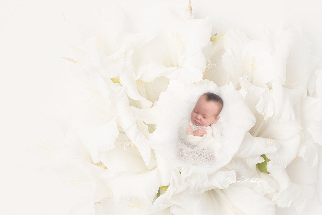 PSD & JPG Flowers Nest Cream White Digital Background, Newborn Digital ...