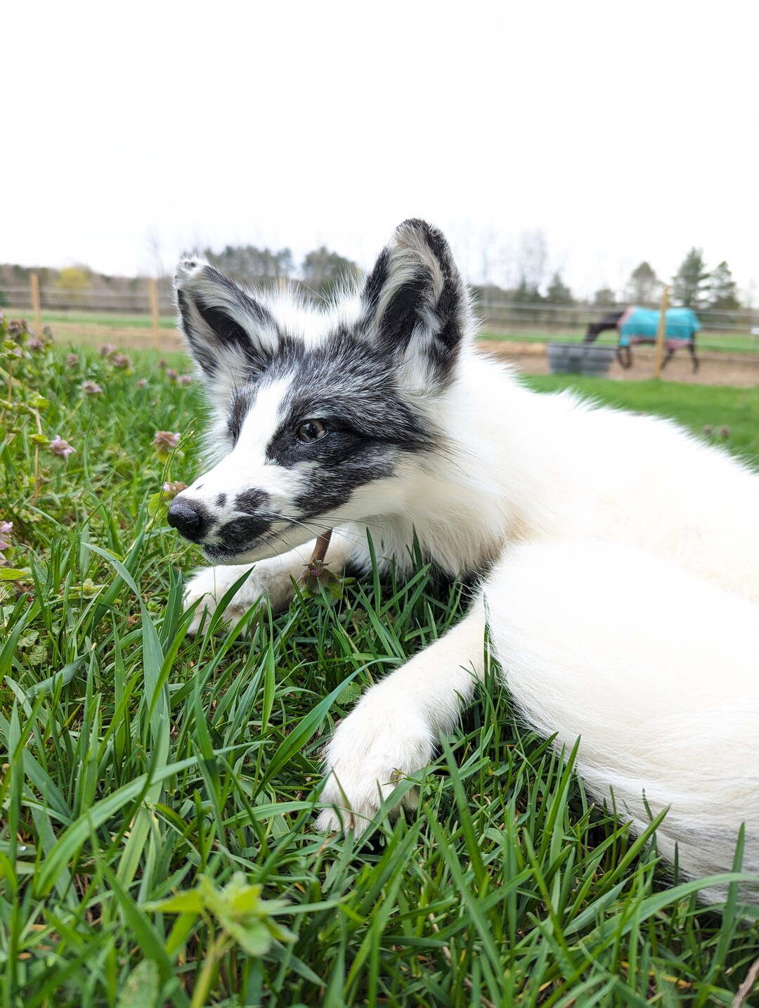 Taxidermy Soft Mount Fox, Taxidermy Fox, Soft Mount Taxidermy, Marble ...