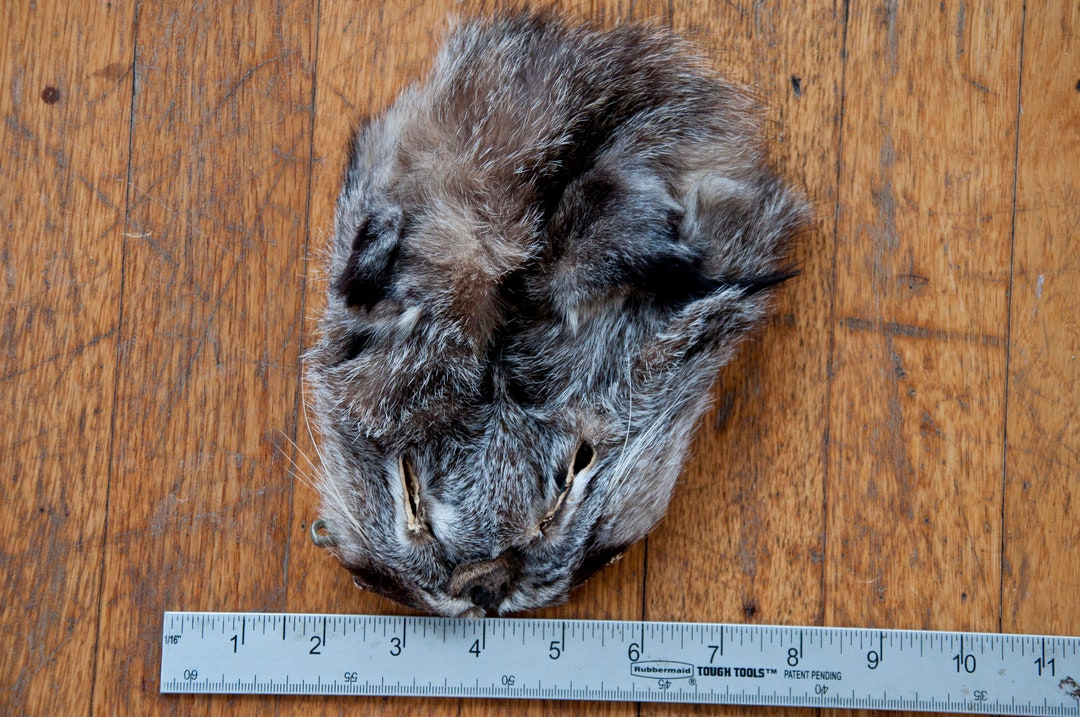Real Lynx Face, Lynx Hide, Lynx Taxidermy, Lynx Fur, Real Fur - Etsy
