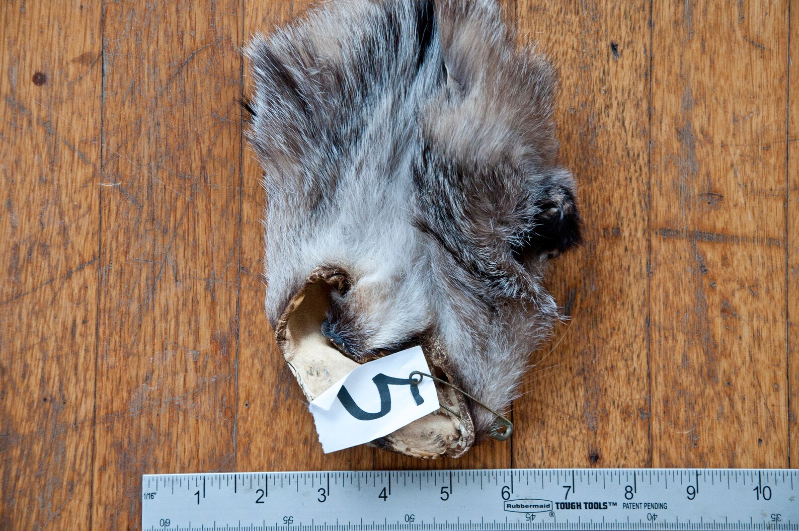 Real Lynx Face, Lynx Hide, Lynx Taxidermy, Lynx Fur, Real Fur - Etsy