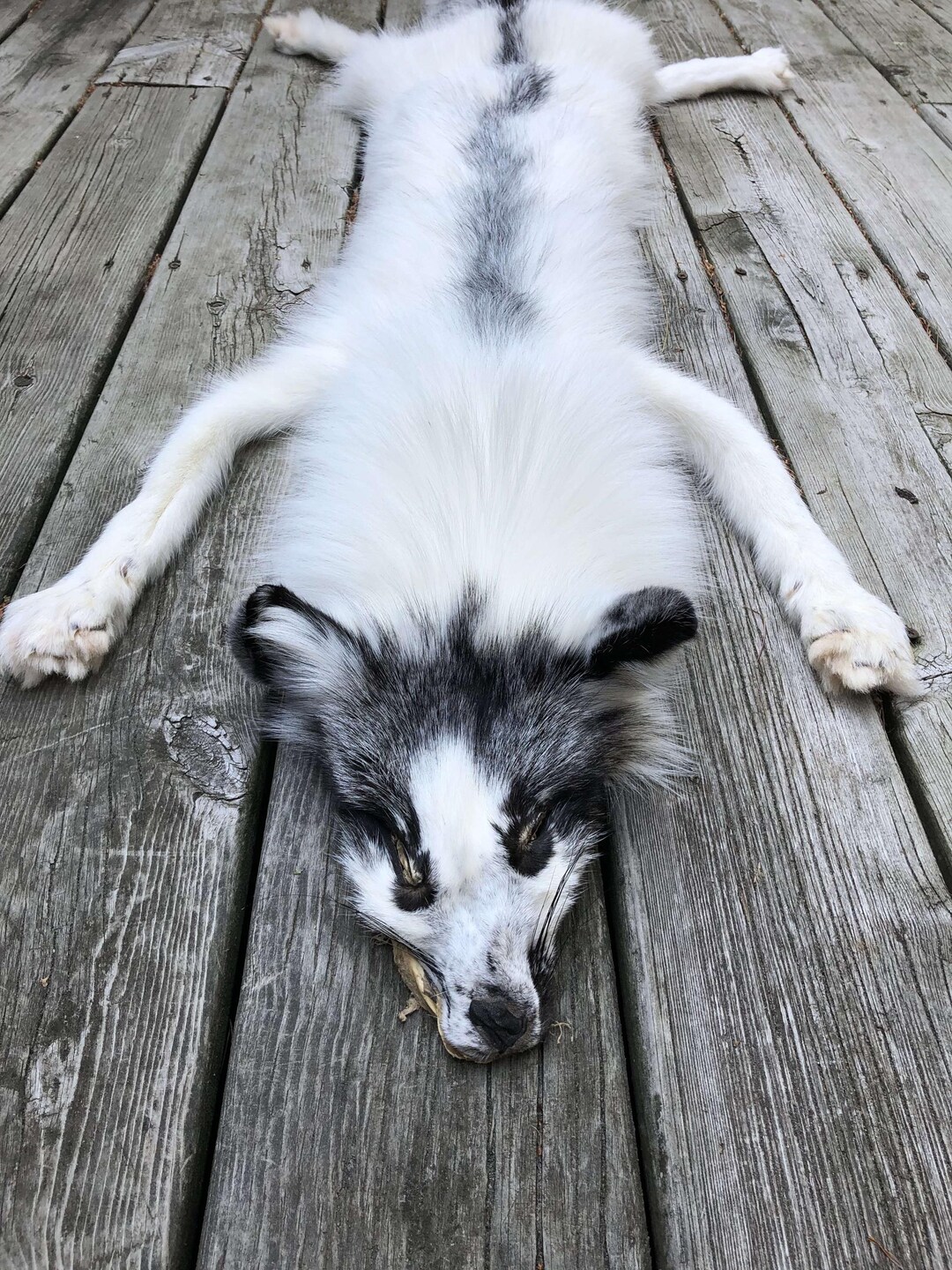 MADE TO ORDER, Marble Fox Soft Mount Fox, Soft Mount, Fox, Taxidermy ...