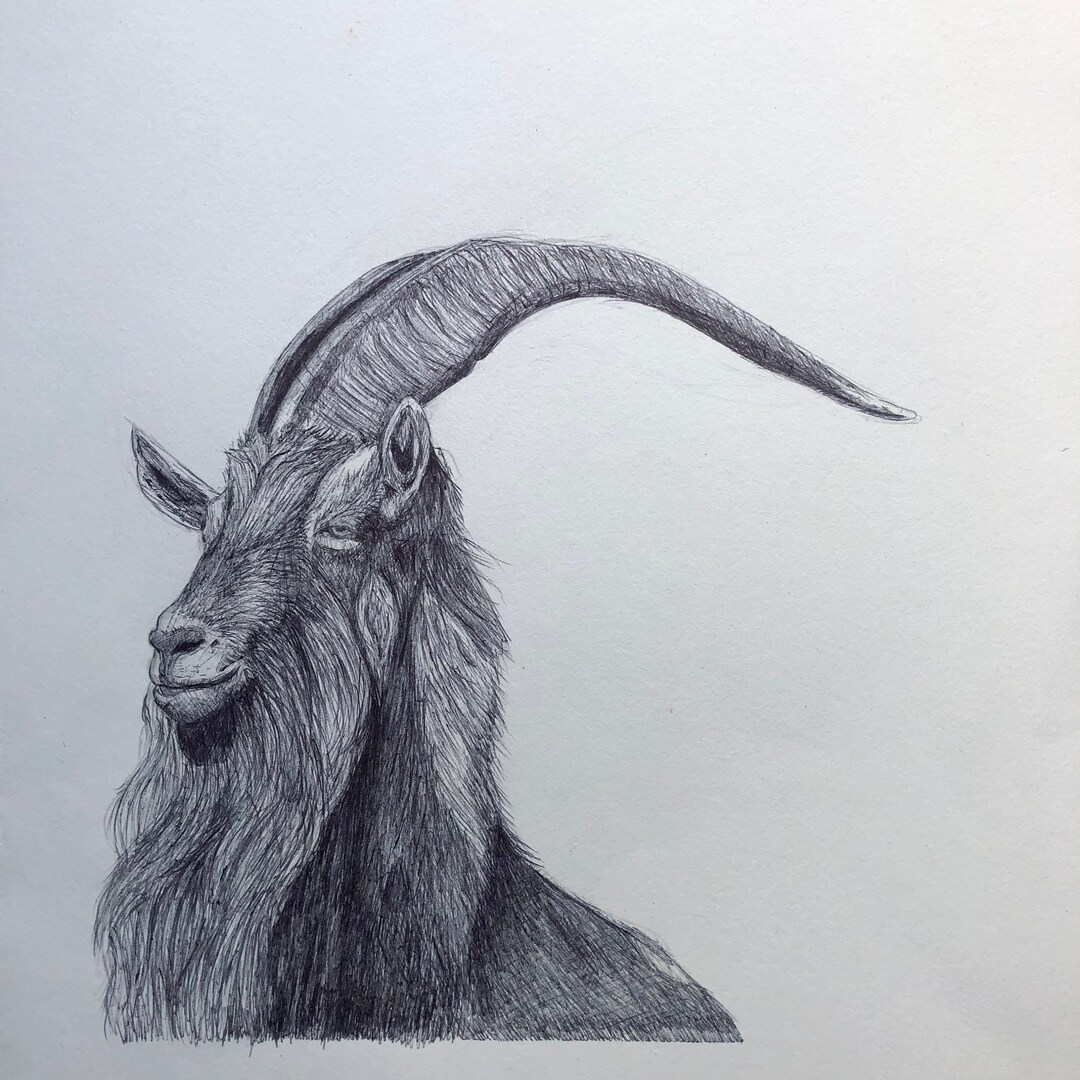 Mountain Goat Drawing - Etsy
