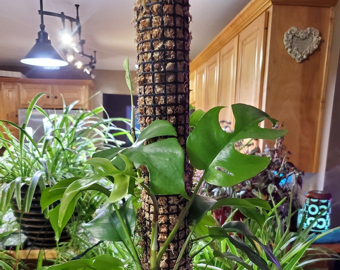 Scindapsus Lucens/anadendrum Affine/shingling Vine/pothos/philodendron ...