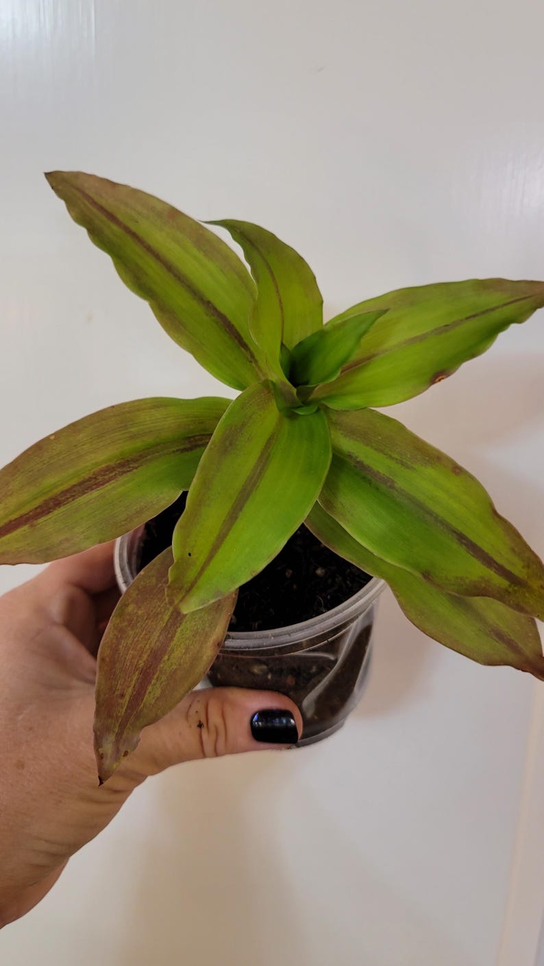 Basket Plant -callisia Fragrans- Octopus Chain Plant Tradescantia ...