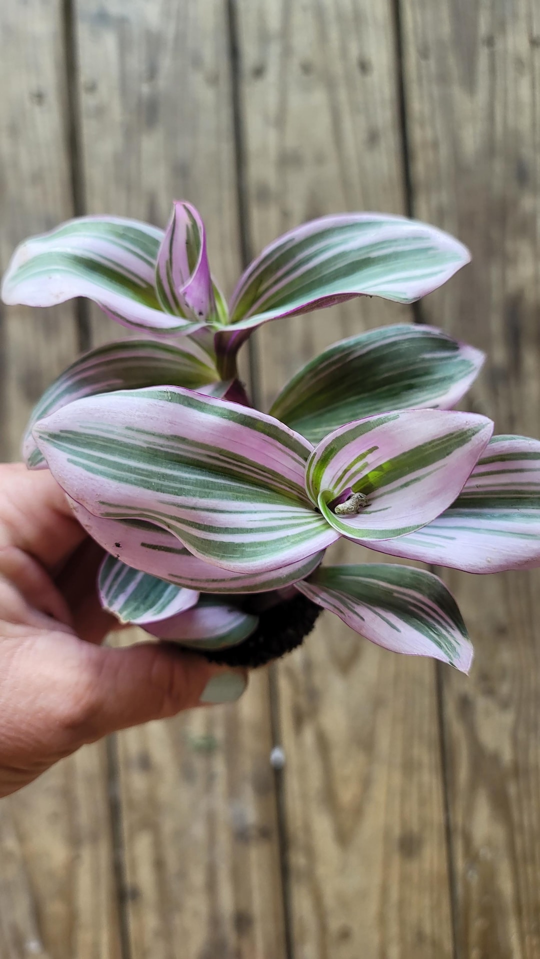 Nanouk Tradescantia- 2 Plants- Wandering Jew Rare Pink Variegated ...