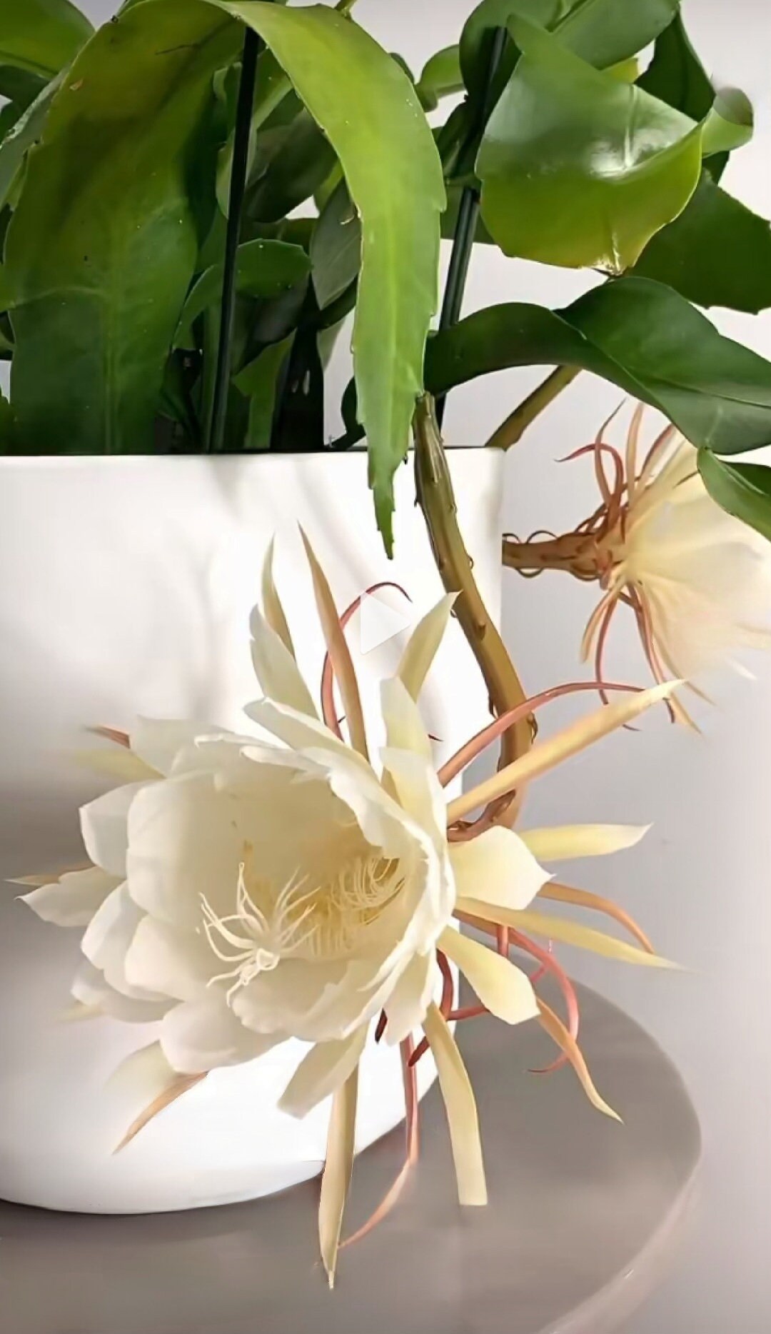 Epiphyllum Hookeri Orchid Cactus, Fast Growing, Easy, Minimal Care ...