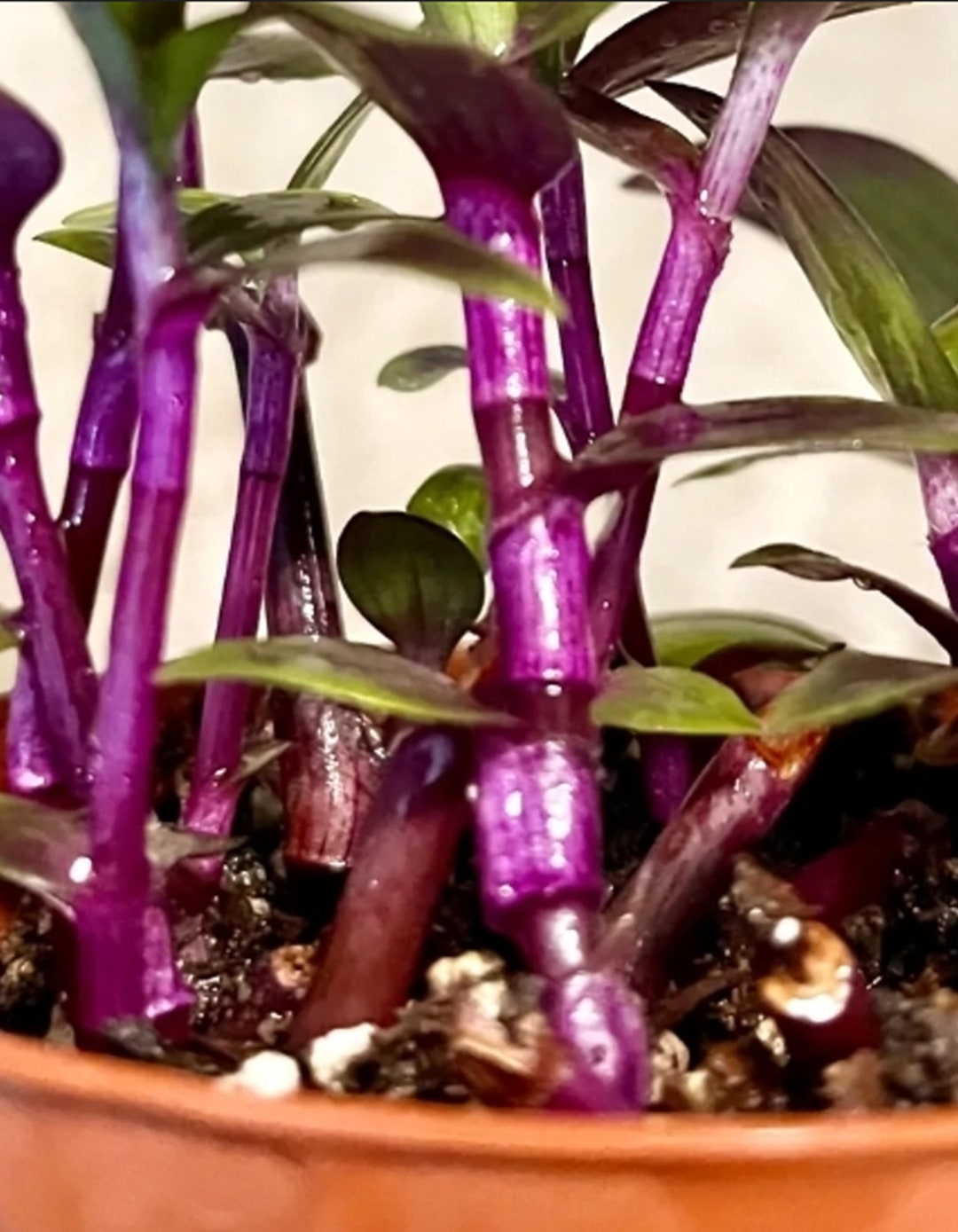 Tradescantia Scimitar Purple Scimitar unique Find, Inch Plant ...