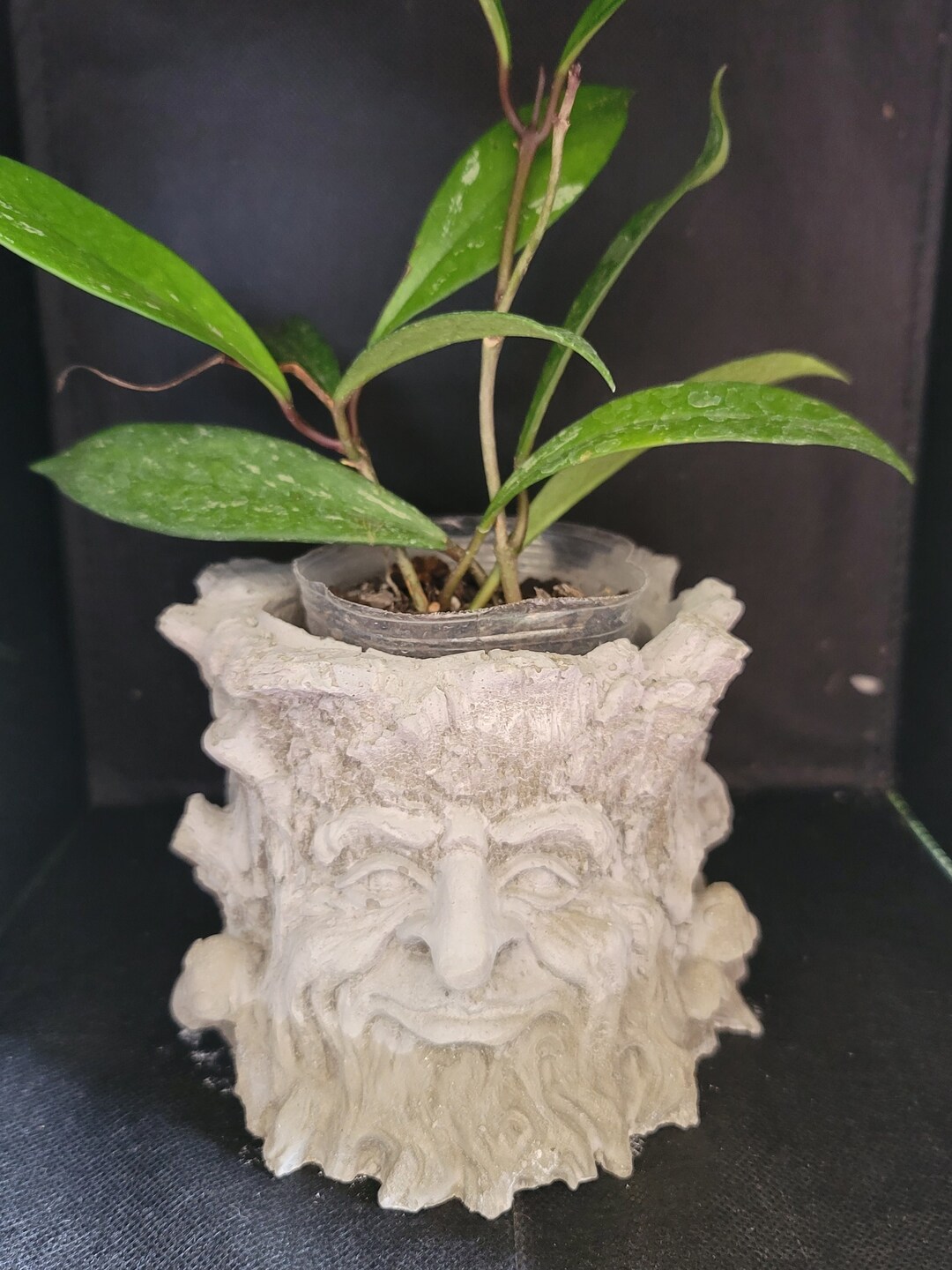 Old Man Tree Face Head Planter Pot for Cacti Succulents Bonsai Herbs ...