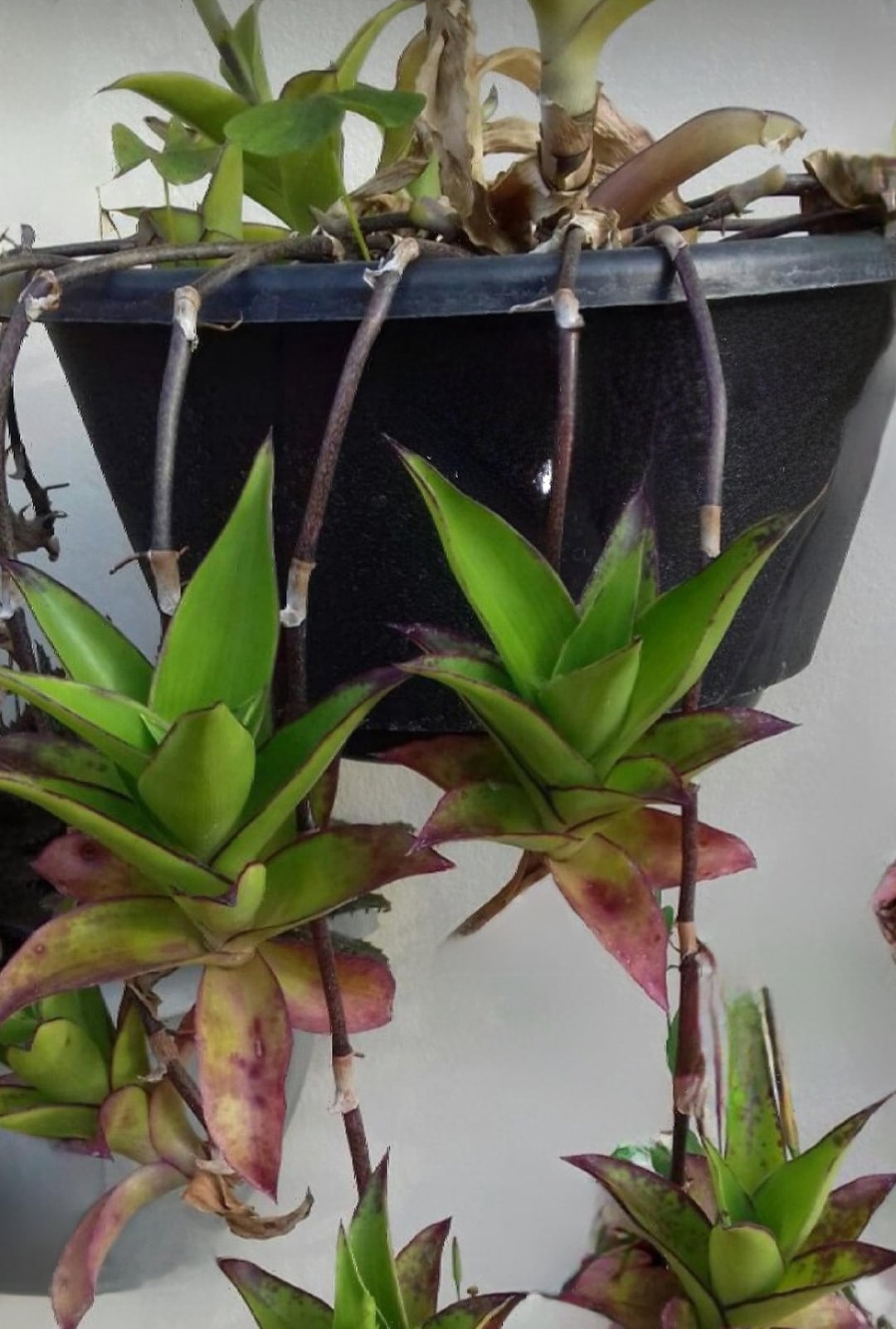 Basket Plant -callisia Fragrans- Octopus Chain Plant Tradescantia ...