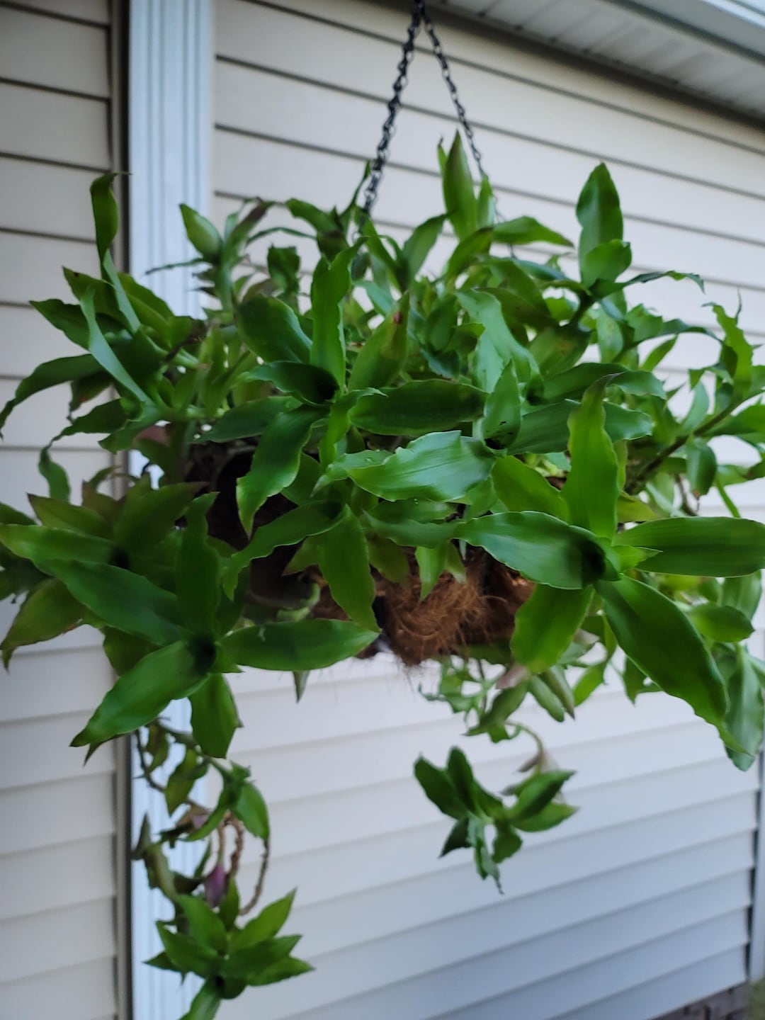 2 Callisia Octopus Plants - Tradescantia Wandering Jew, Drought ...