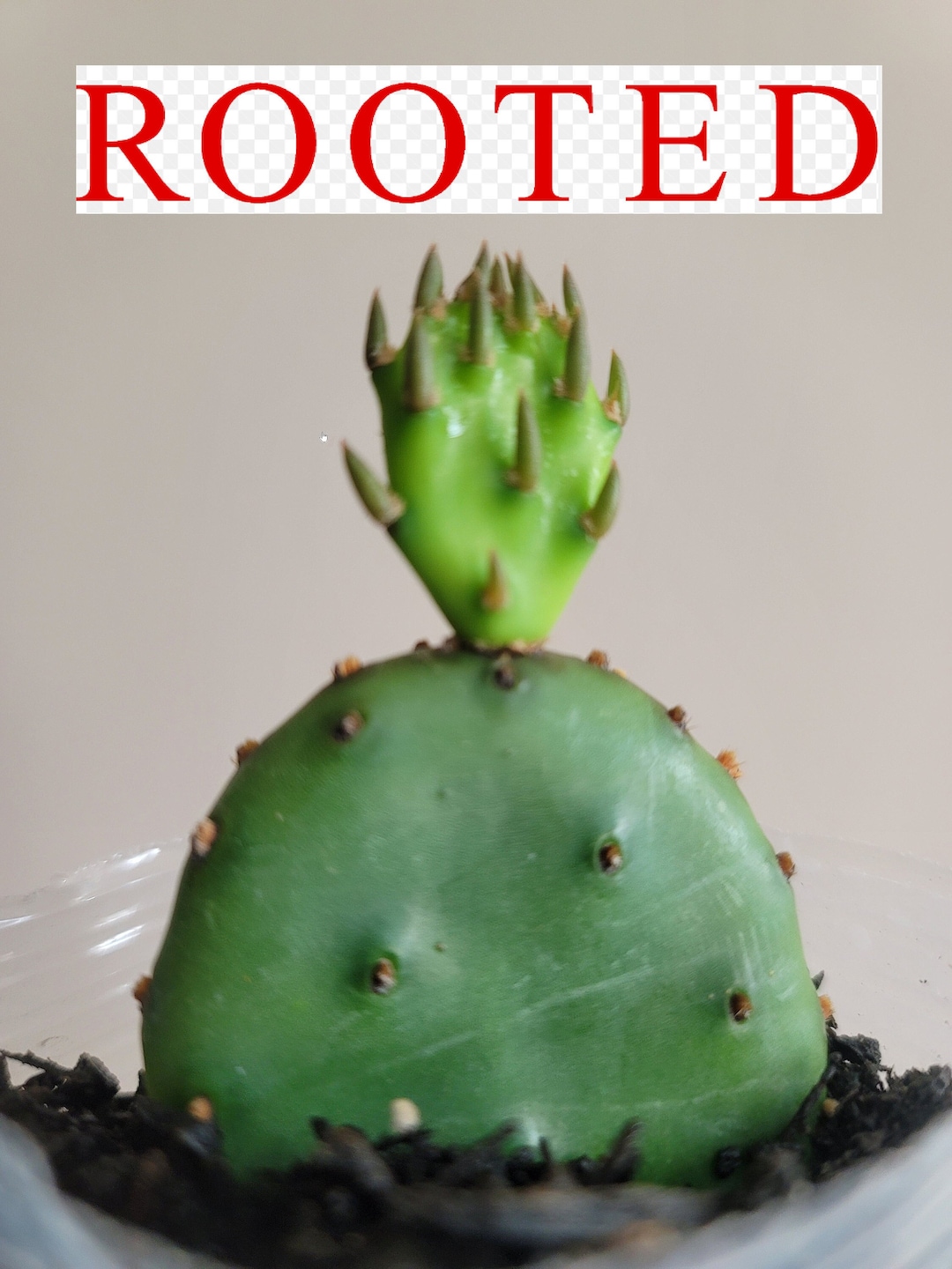 Rooted Eastern Prickly Pear Cactus 4" Vibrant Yellow Blooms - Etsy