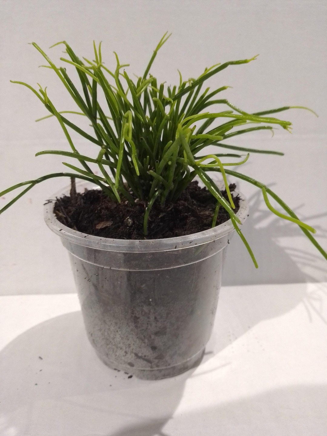 Rhipsalis Baccifera Mistletoe Cactus- Cashero Spaghetti Fits 4 ...