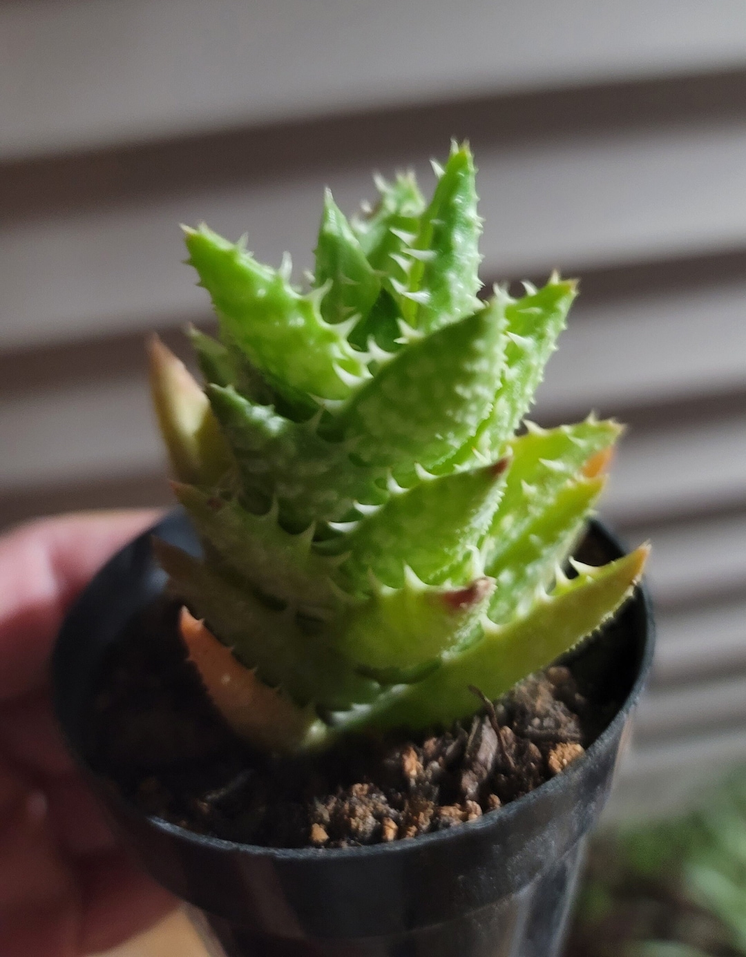 Tiger Jaw Very Rare Succulent Live Rooted Plant Faucaria Tigrina - Etsy