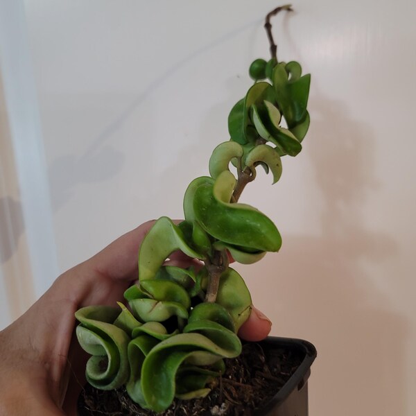 Hoya Rope Plant - Etsy