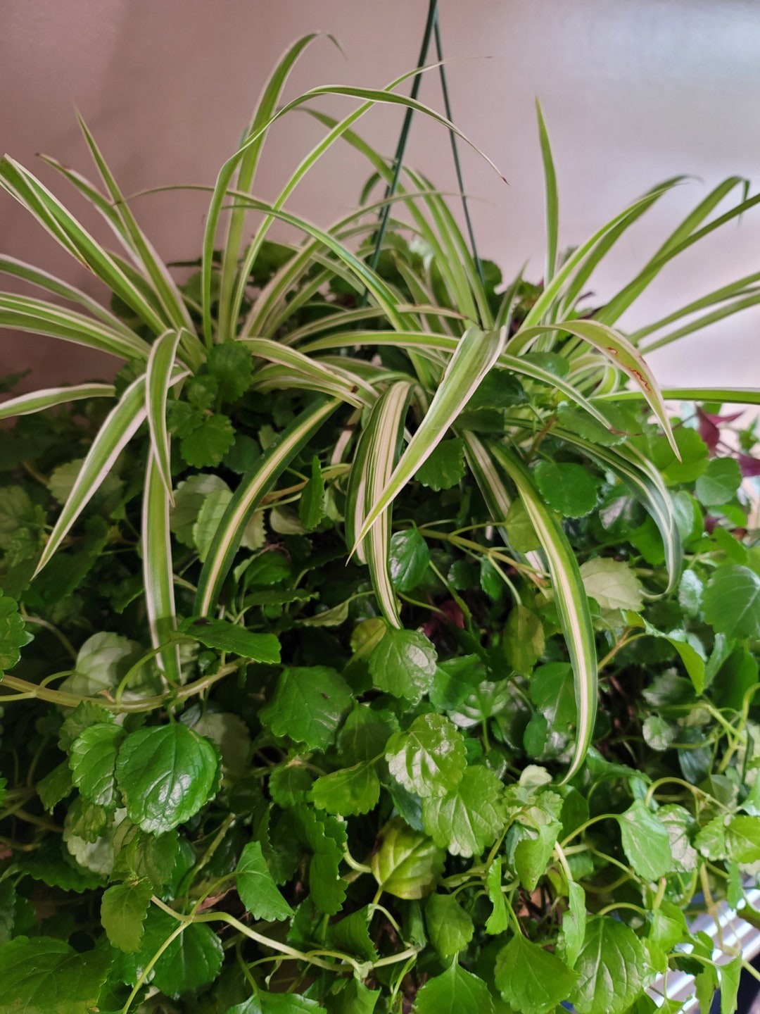 Exclusive Creeping Charlie Spider Plant Set - Etsy