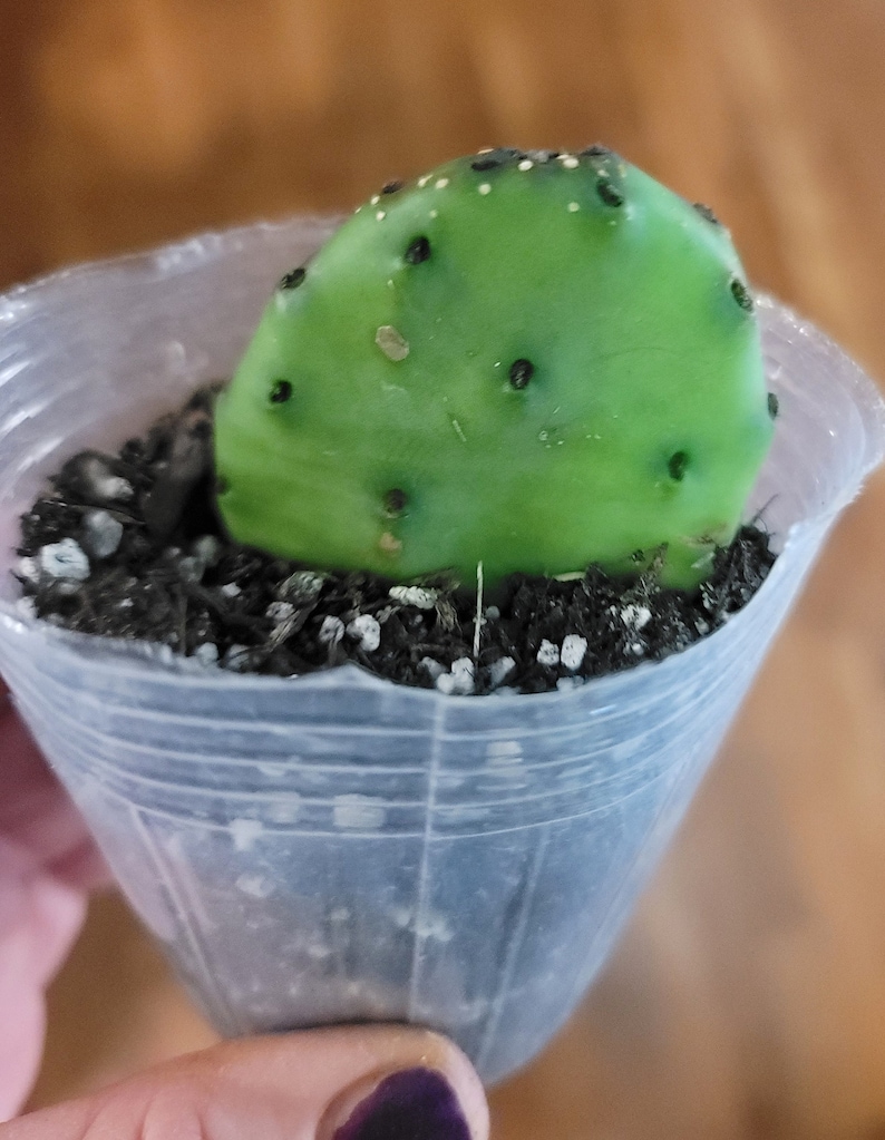 Rooted Eastern Prickly Pear Cactus 4" Vibrant Yellow Blooms - Etsy