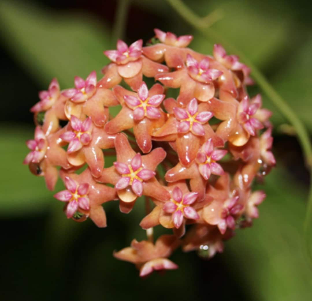 Hoya Teacup Anemone