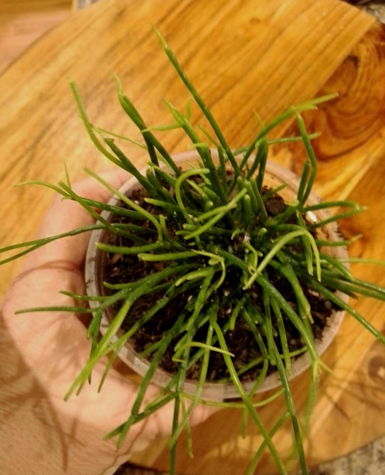 Rhipsalis Baccifera Mistletoe Cactus- Cashero Spaghetti Fits 4 ...