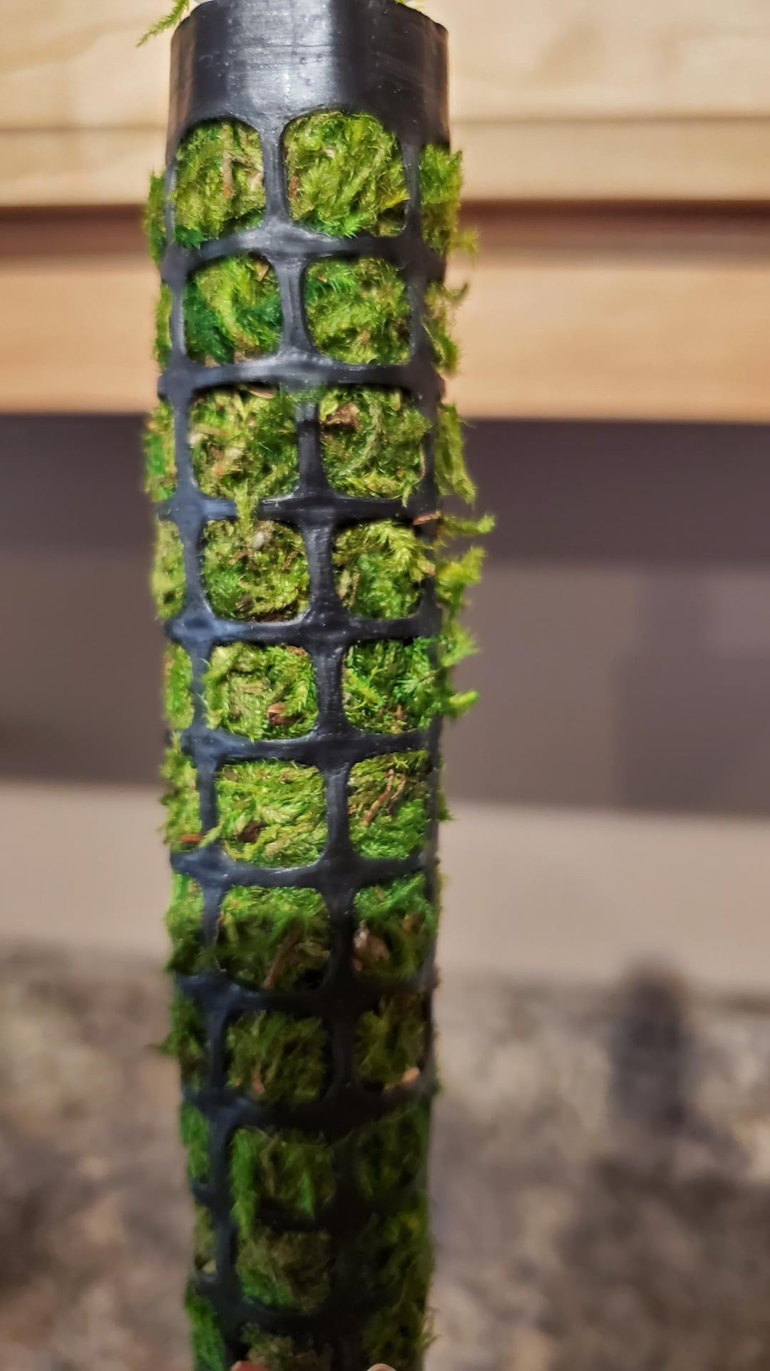 Green Sphagnum Moss Pole for Climbing Plants, 2" Diameter Support ...