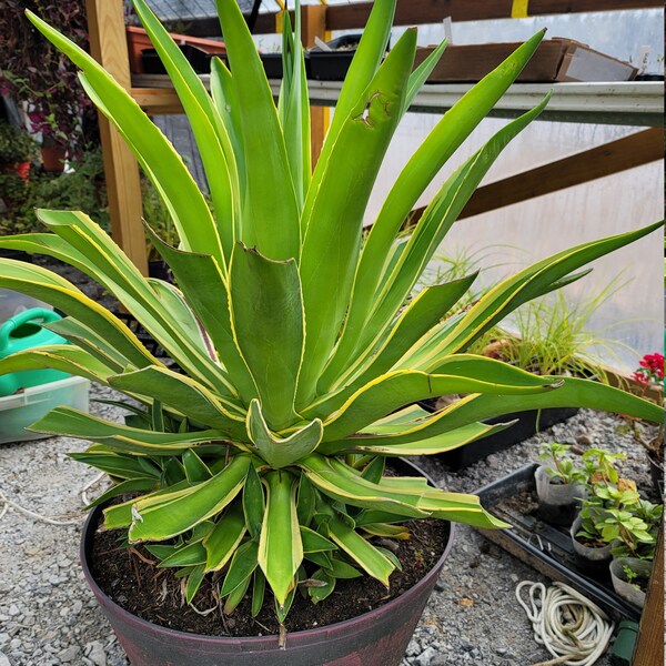 Variegated Agave - Etsy